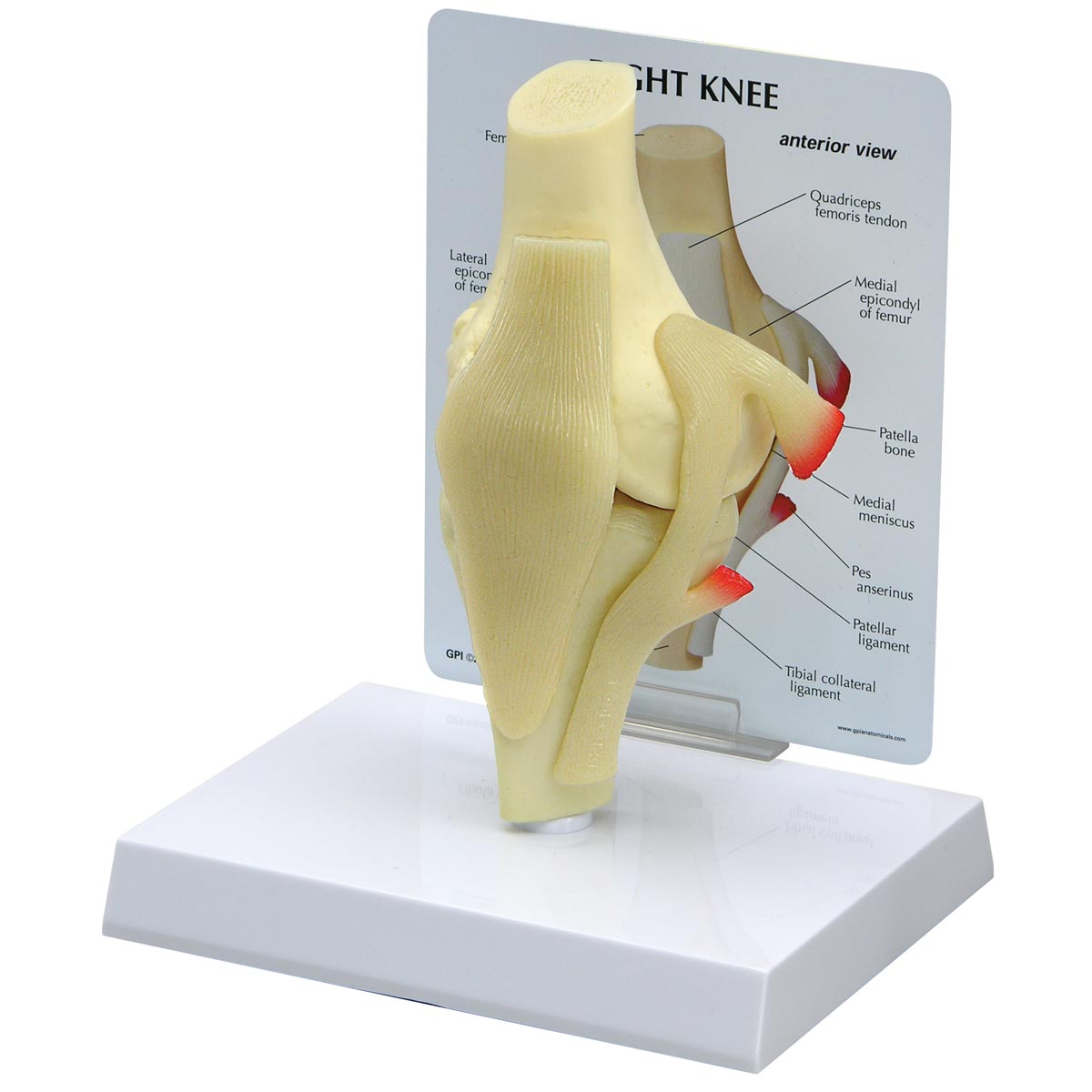 Basic Knee Model - SEM Trainers