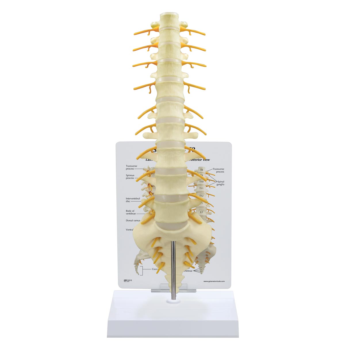 Sacrum -T8 Spine Model - SEM Trainers