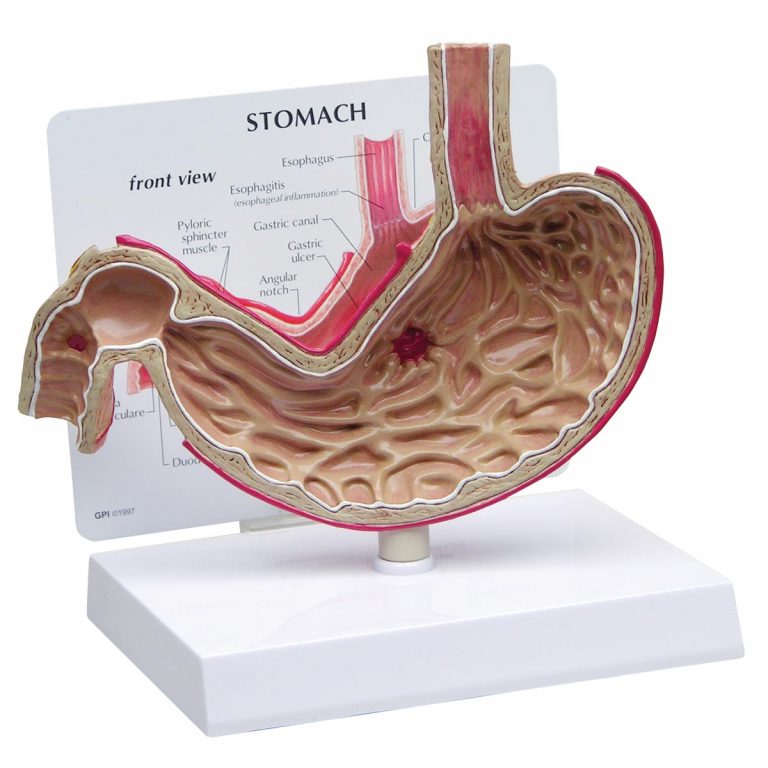 GI Tract Model - SEM Trainers