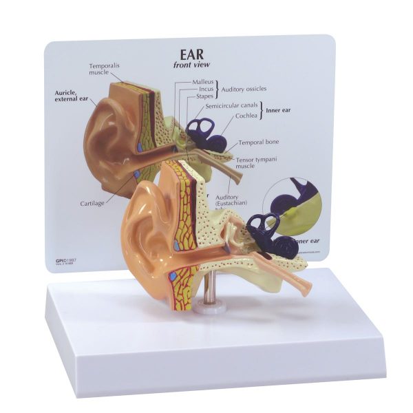 Nose and Olfactory Organ Model, 4 times full-size - SEM Trainers