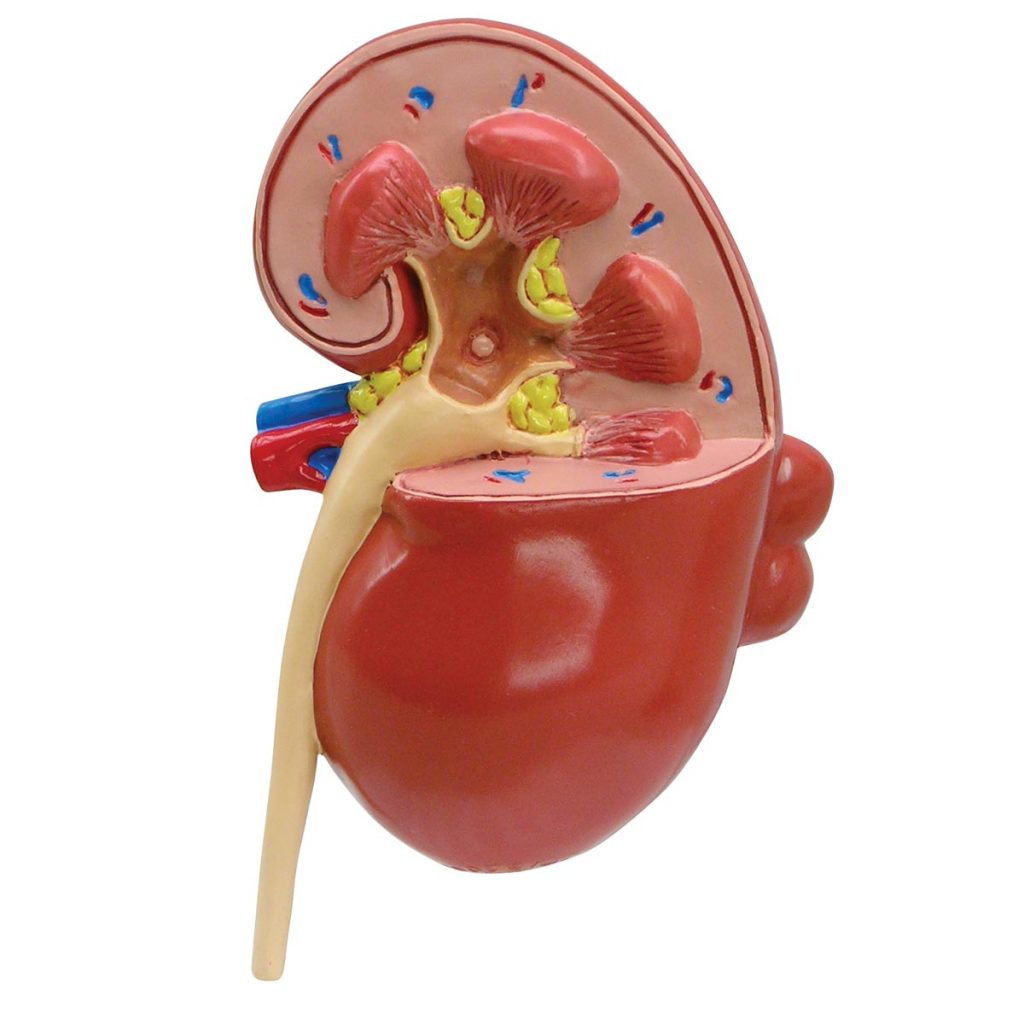 Normal Kidney Model - SEM Trainers