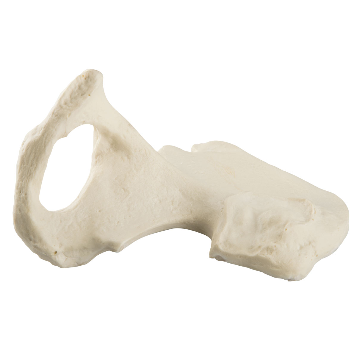 ORTHO - SEM Trainers