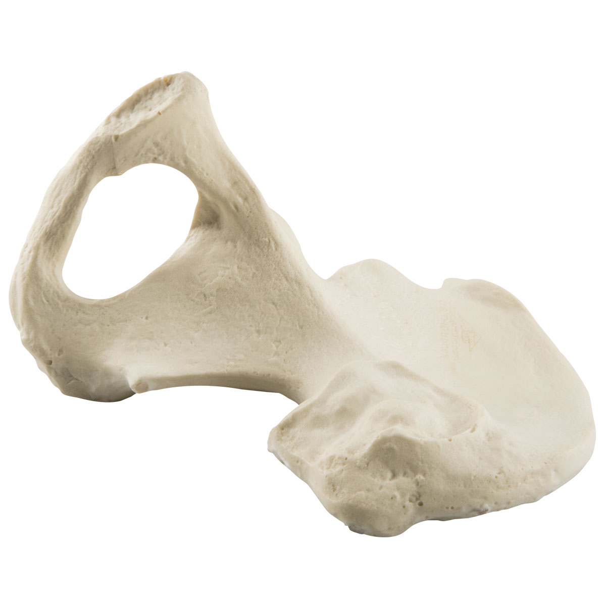 ORTHO - SEM Trainers