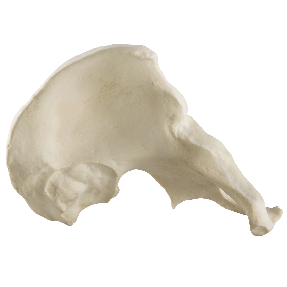 ORTHO - SEM Trainers