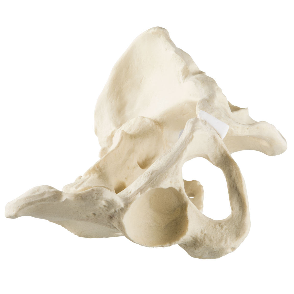 ORTHO - SEM Trainers