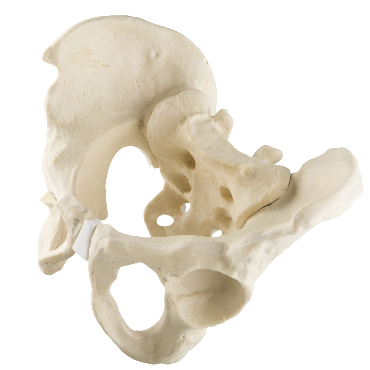 ORTHO - SEM Trainers