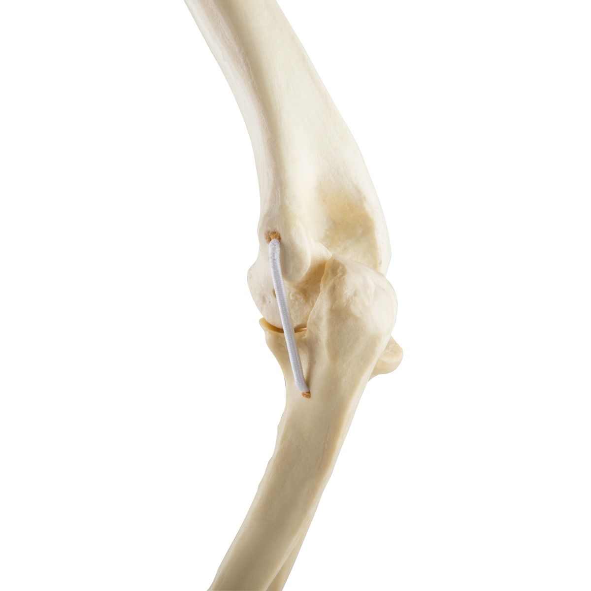 ORTHO - SEM Trainers