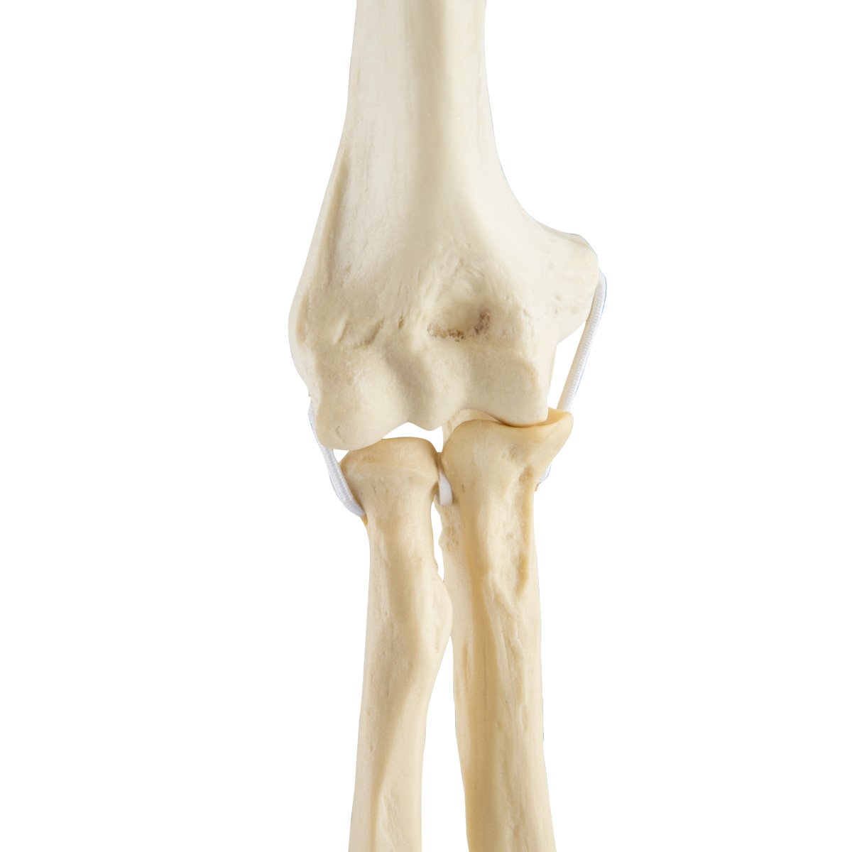 ORTHO - SEM Trainers