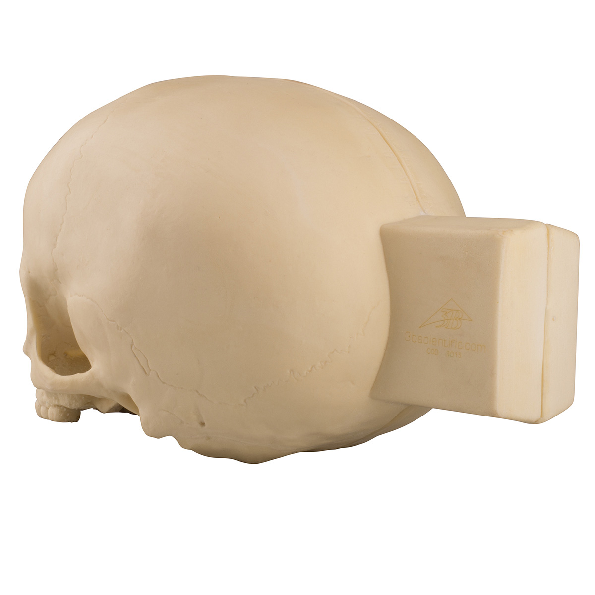 ORTHO - SEM Trainers