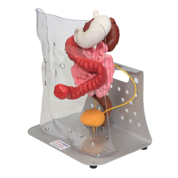 Ostomy Care Model - SEM Trainers