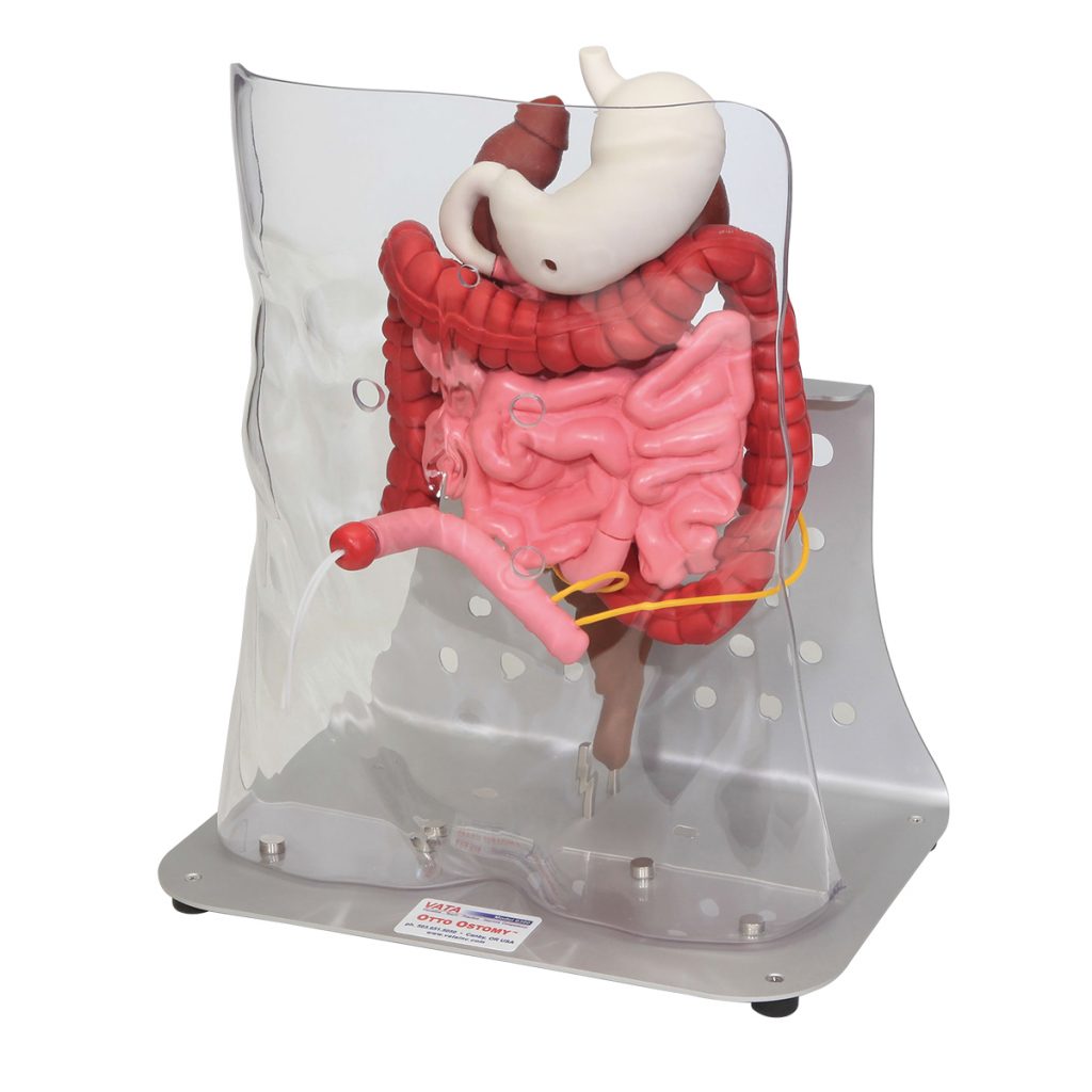 Ostomy Care Model - SEM Trainers