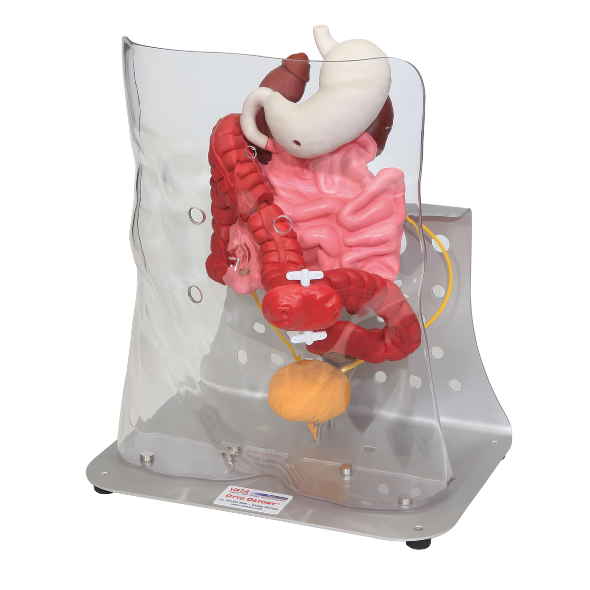 Otto Ostomy™ Advanced Model - SEM Trainers