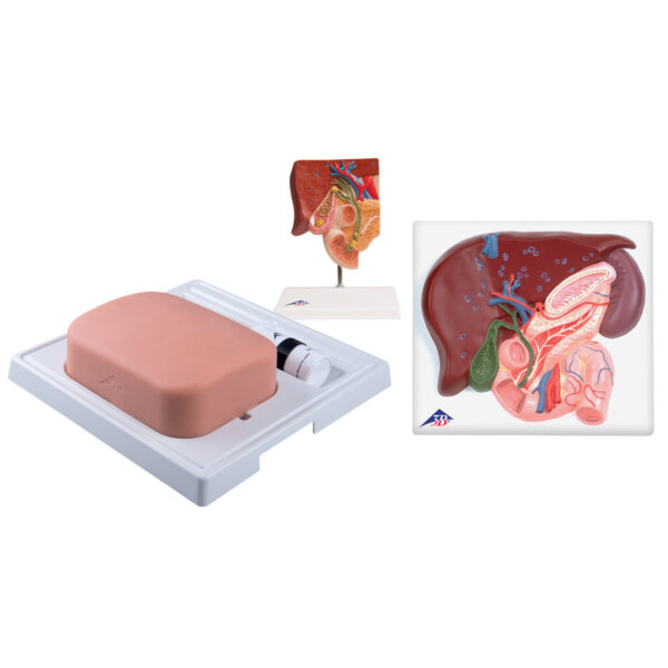 Complete Intramuscular Injection Training Kit - SEM Trainers