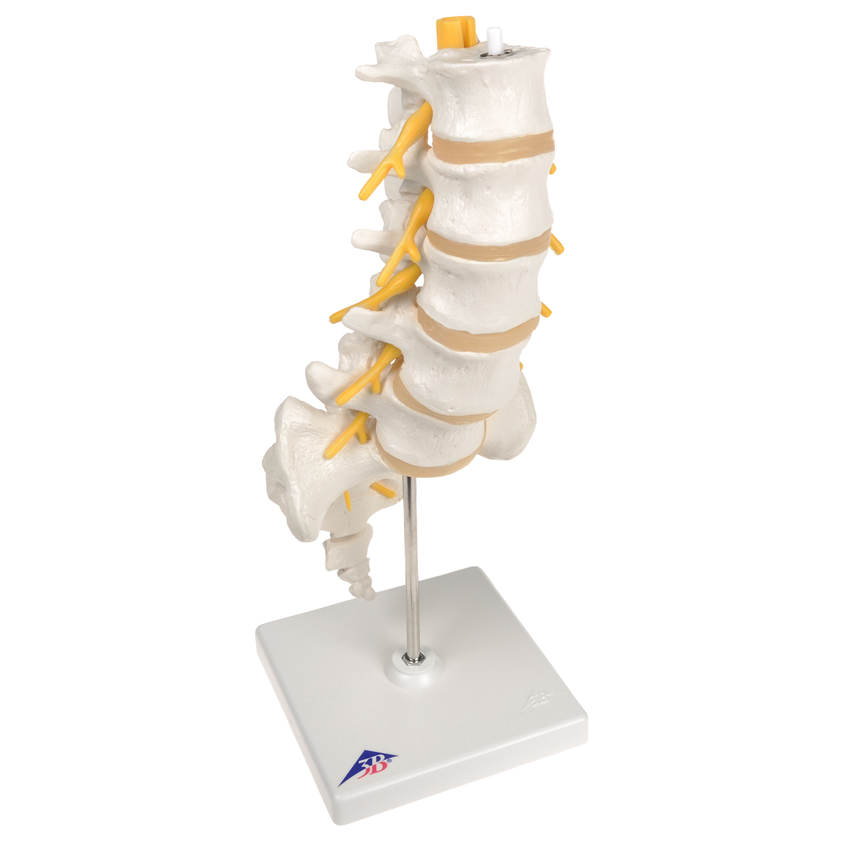 Lumbar Spinal Injection Kit - Injection Trainer & Column Model