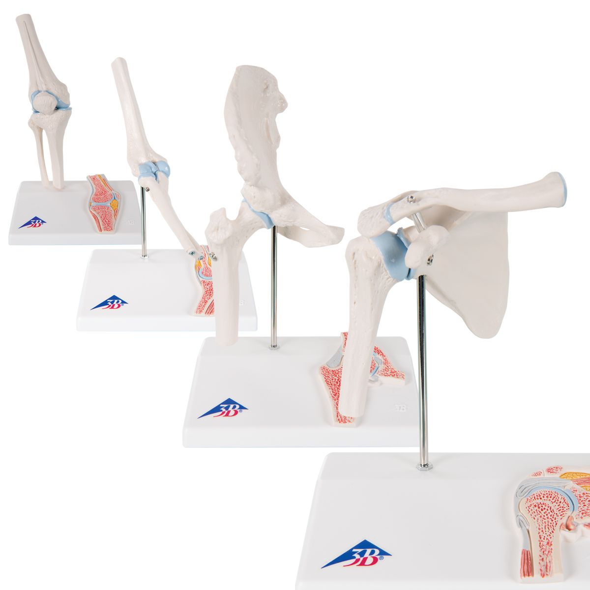 Anatomy Set Mini Joints - SEM Trainers