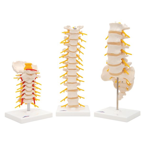 Anatomy Set of Pelvis Bone - Skeletal Anatomy for Both Male & Female