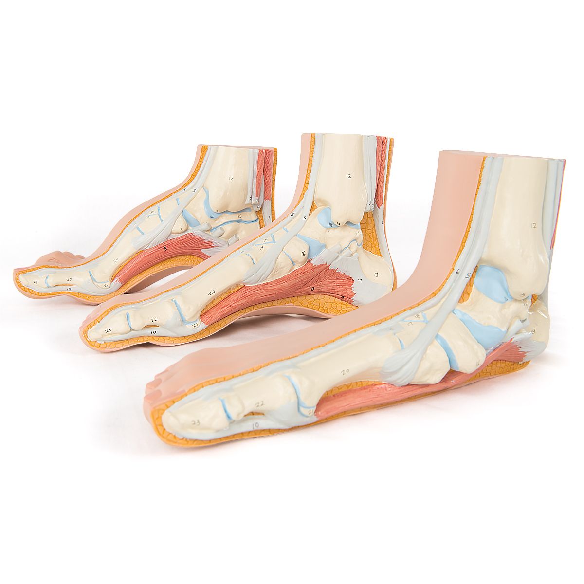 Anatomy Set Foot Models - SEM Trainers