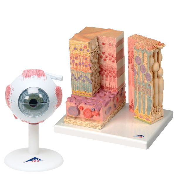 3B MICROanatomy™ Human Eye Model - 3B Smart Anatomy - SEM Trainers