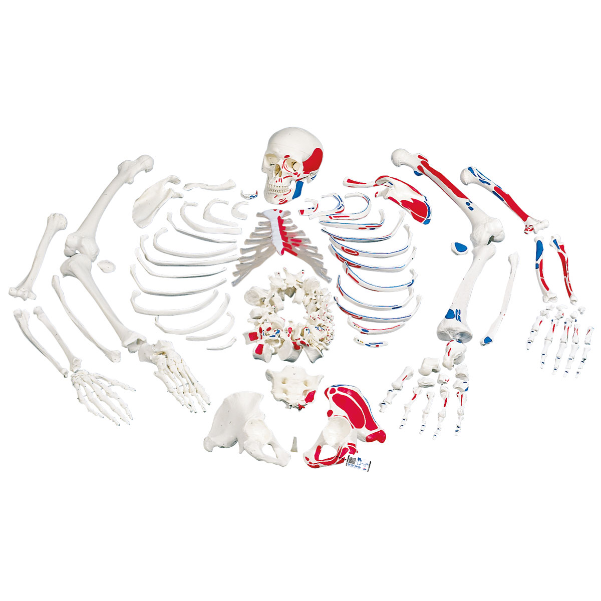 Disarticulated Human Skeleton Model with Painted Muscles, Complete with ...