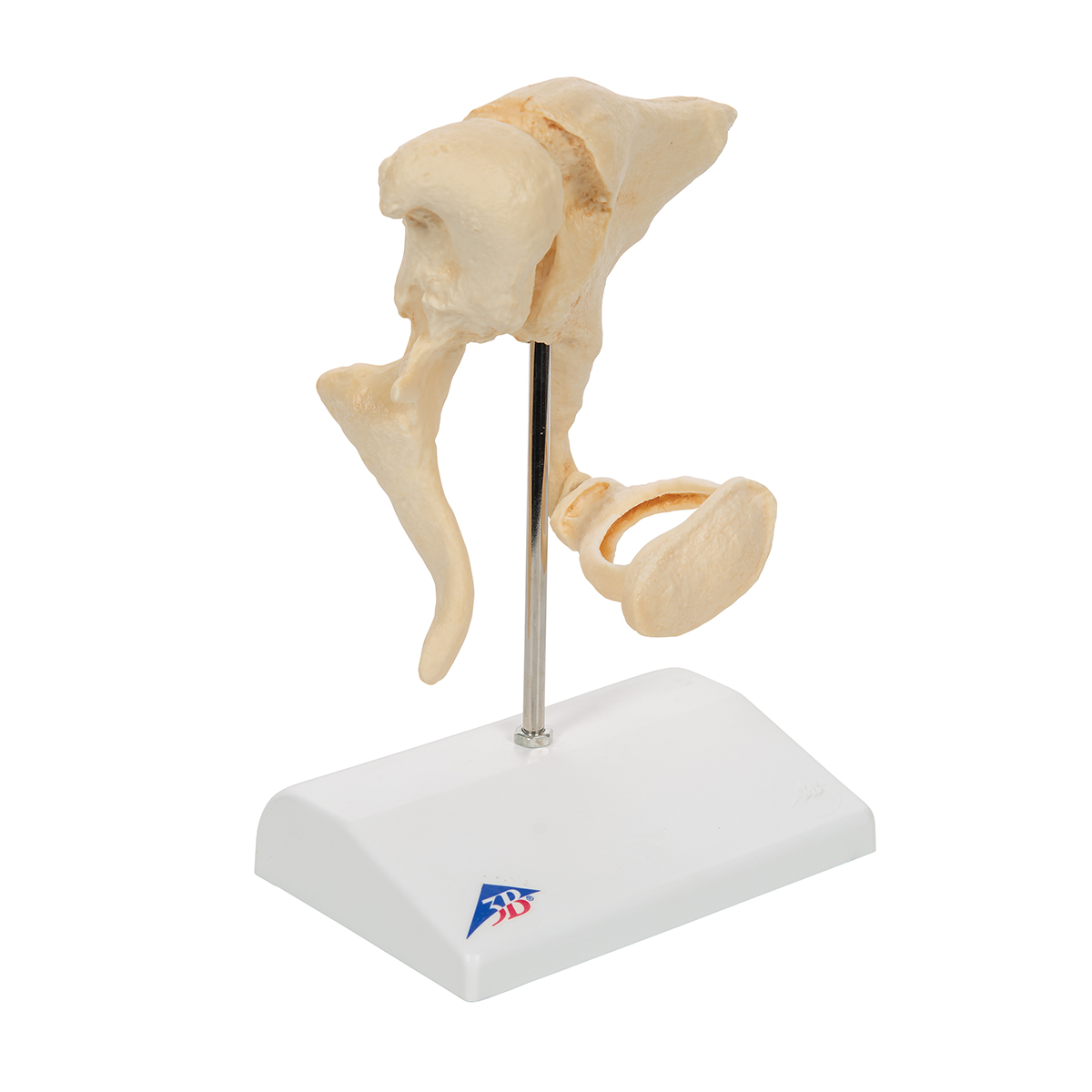 Human Ossicle Model (BONE - SEM Trainers