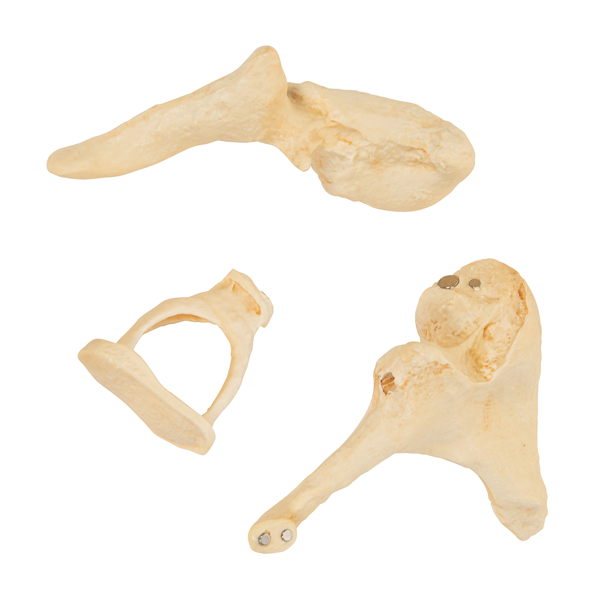 Human Ossicle Model (BONE - SEM Trainers