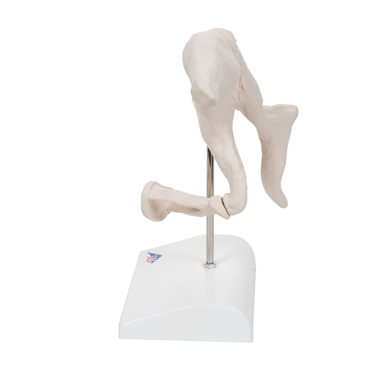 Human Ossicle Model, 20-times Maginified - 3B Smart Anatomy - SEM Trainers