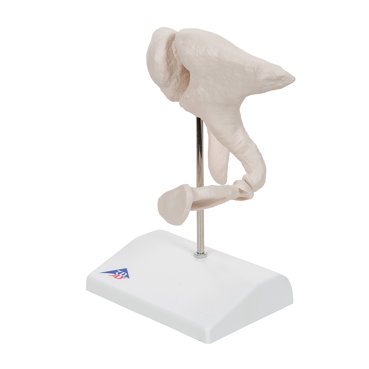 Human Ossicle Model, 20-times Maginified - 3B Smart Anatomy - SEM Trainers