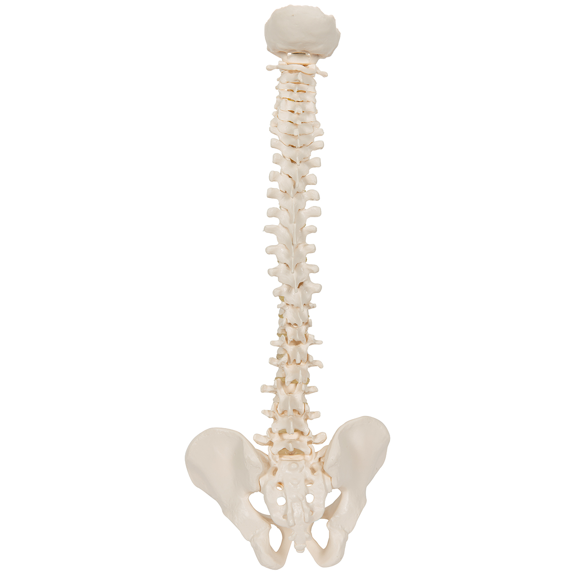 Mini Human Spinal Column Model, Flexible Mounted - 3B Smart Anatomy ...