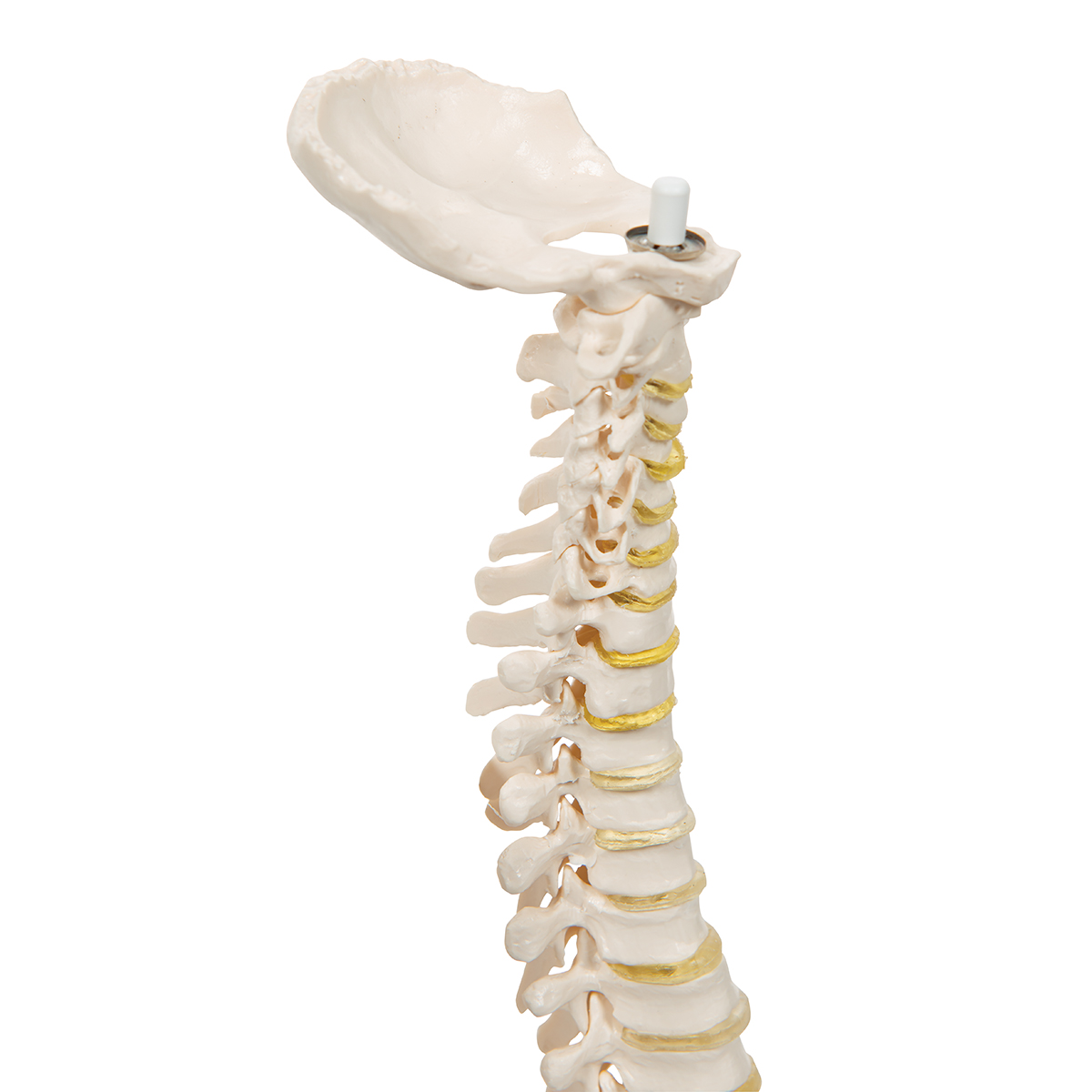 Mini Human Spinal Column Model, Flexible Mounted - 3B Smart Anatomy ...