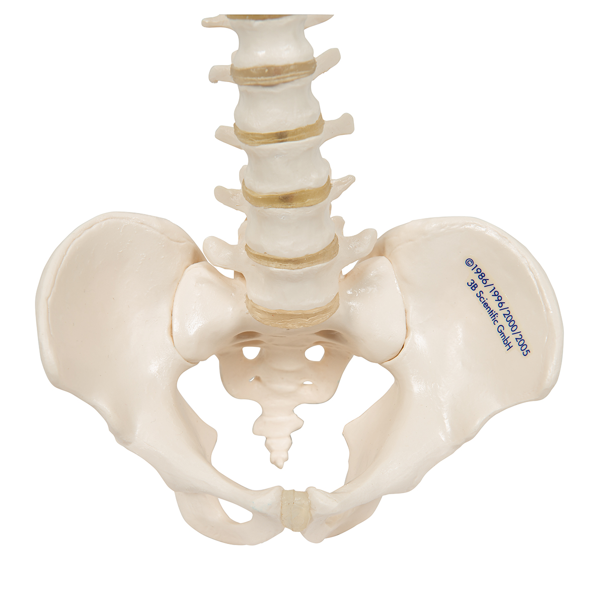 Mini Human Spinal Column Model, Flexible Mounted - 3B Smart Anatomy ...