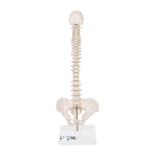 Classic Flexible Human Spine Model - 3B Smart Anatomy - SEM Trainers