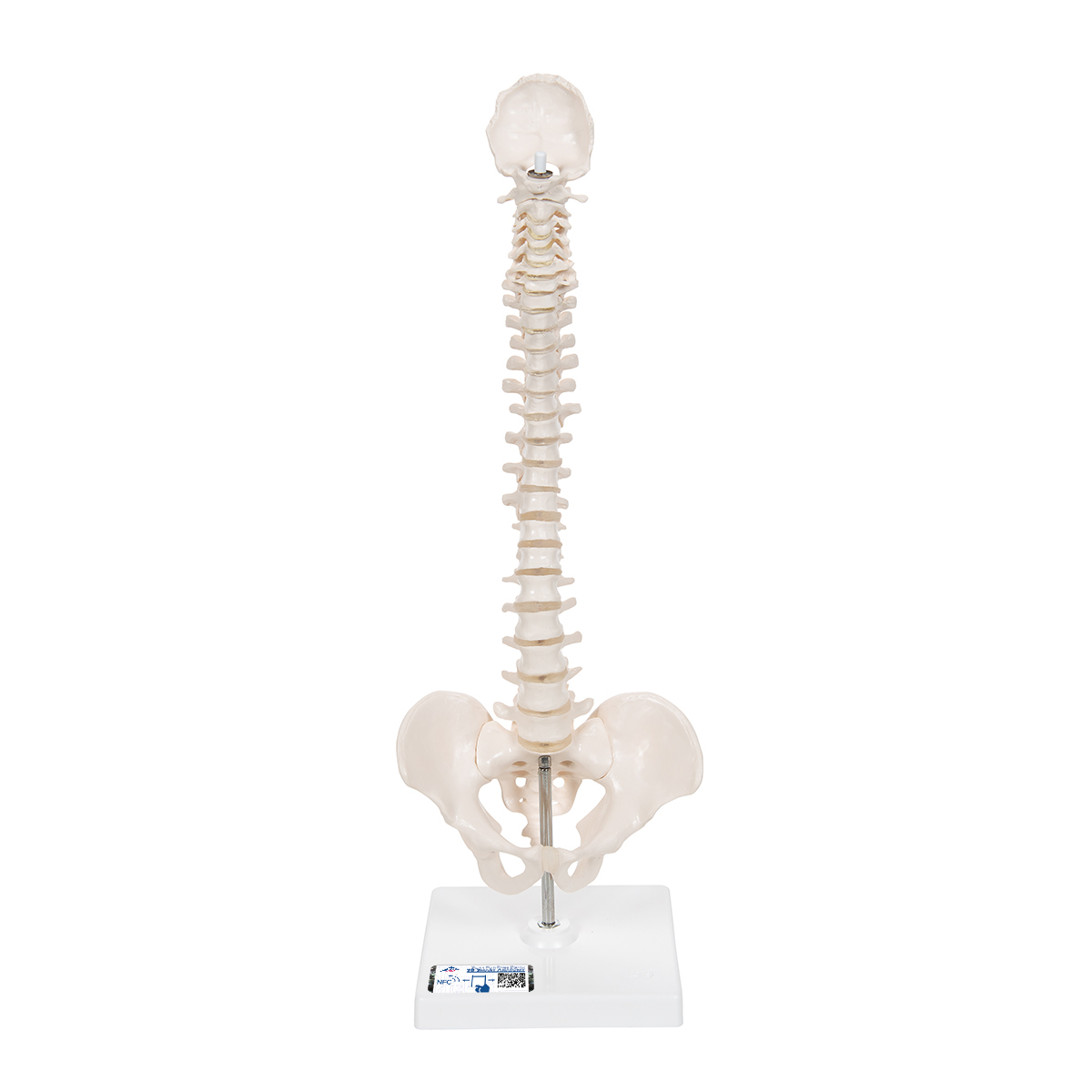 Mini Human Spinal Column Model, Flexible Mounted, on Removable Base ...