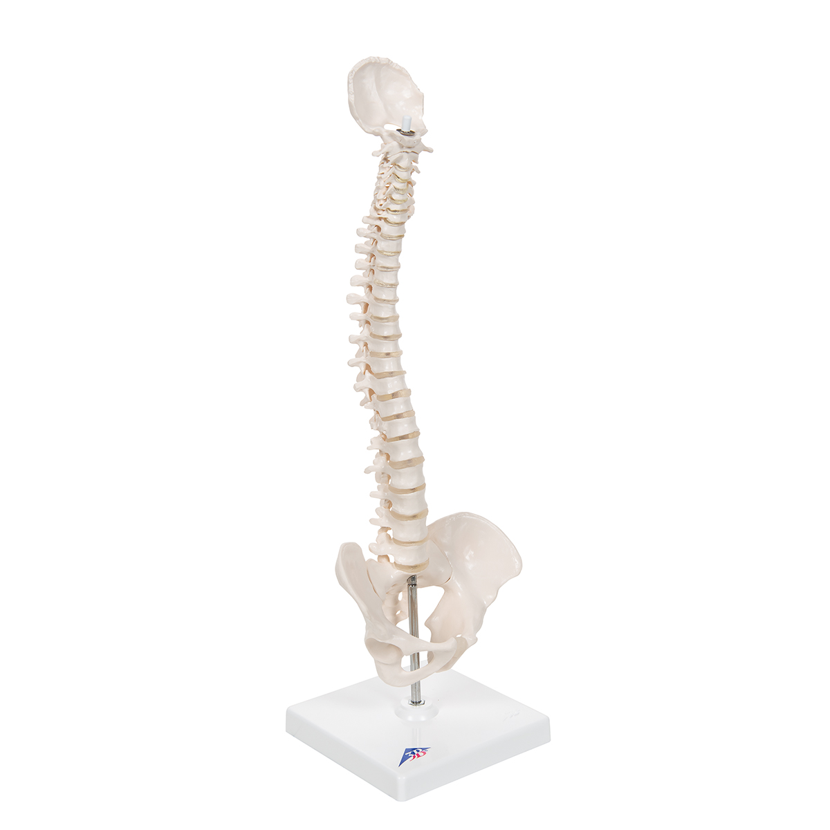 Mini Human Spinal Column Model, Flexible Mounted, on Removable Base ...