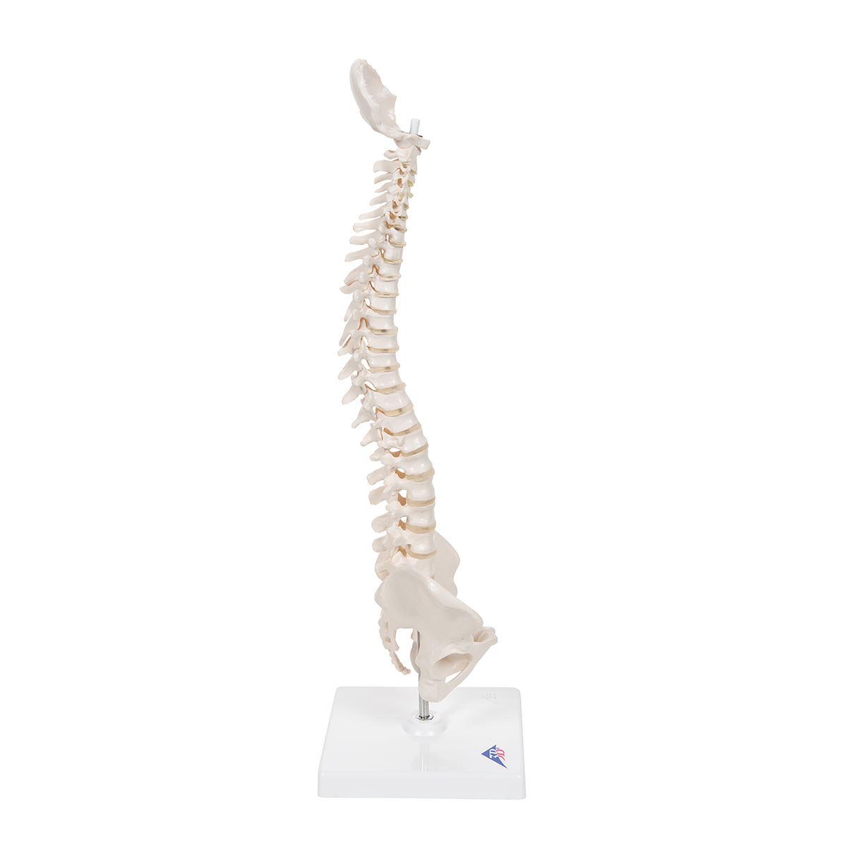Mini Human Spinal Column Model, Flexible Mounted, on Removable Base ...