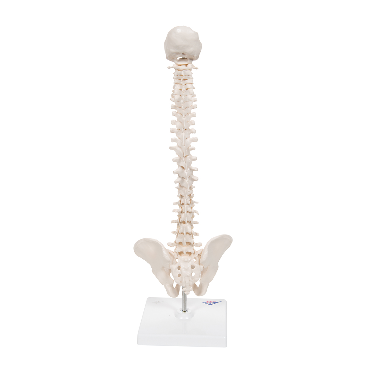 Mini Human Spinal Column Model, Flexible Mounted, on Removable Base ...