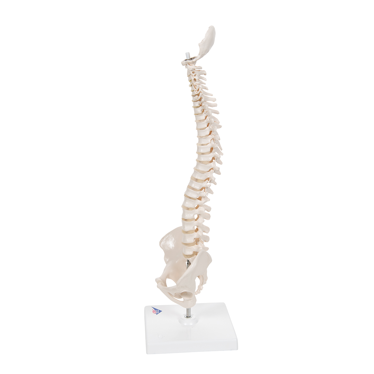 Mini Human Spinal Column Model, Flexible Mounted, on Removable Base ...