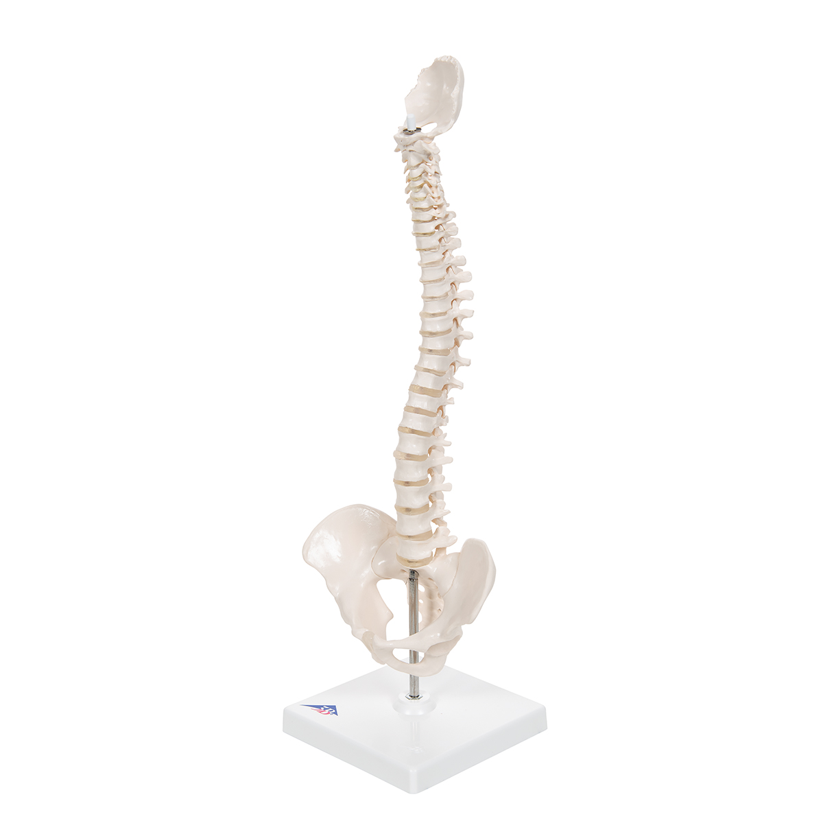 Mini Human Spinal Column Model, Flexible Mounted, on Removable Base ...