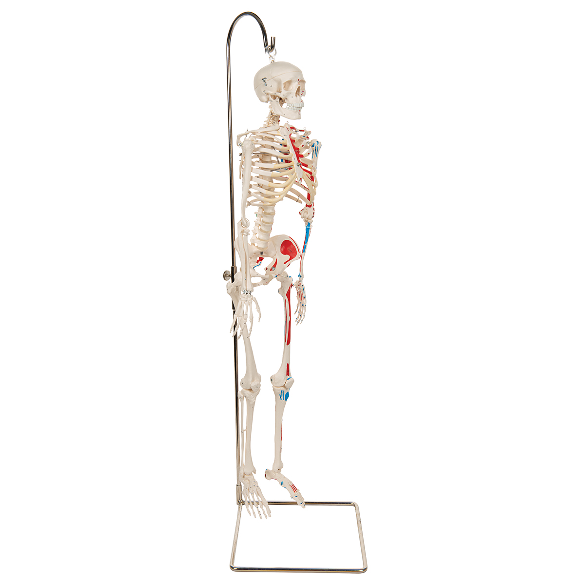Mini Human Skeleton Shorty with Painted Muscles on Hanging Stand, Half ...
