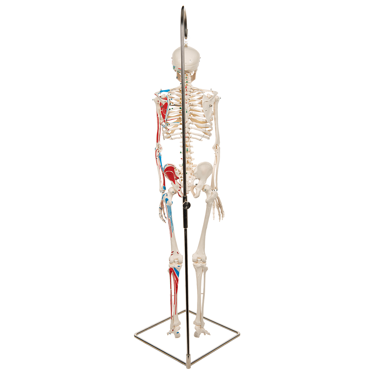 Mini Human Skeleton Shorty with Painted Muscles on Hanging Stand, Half ...