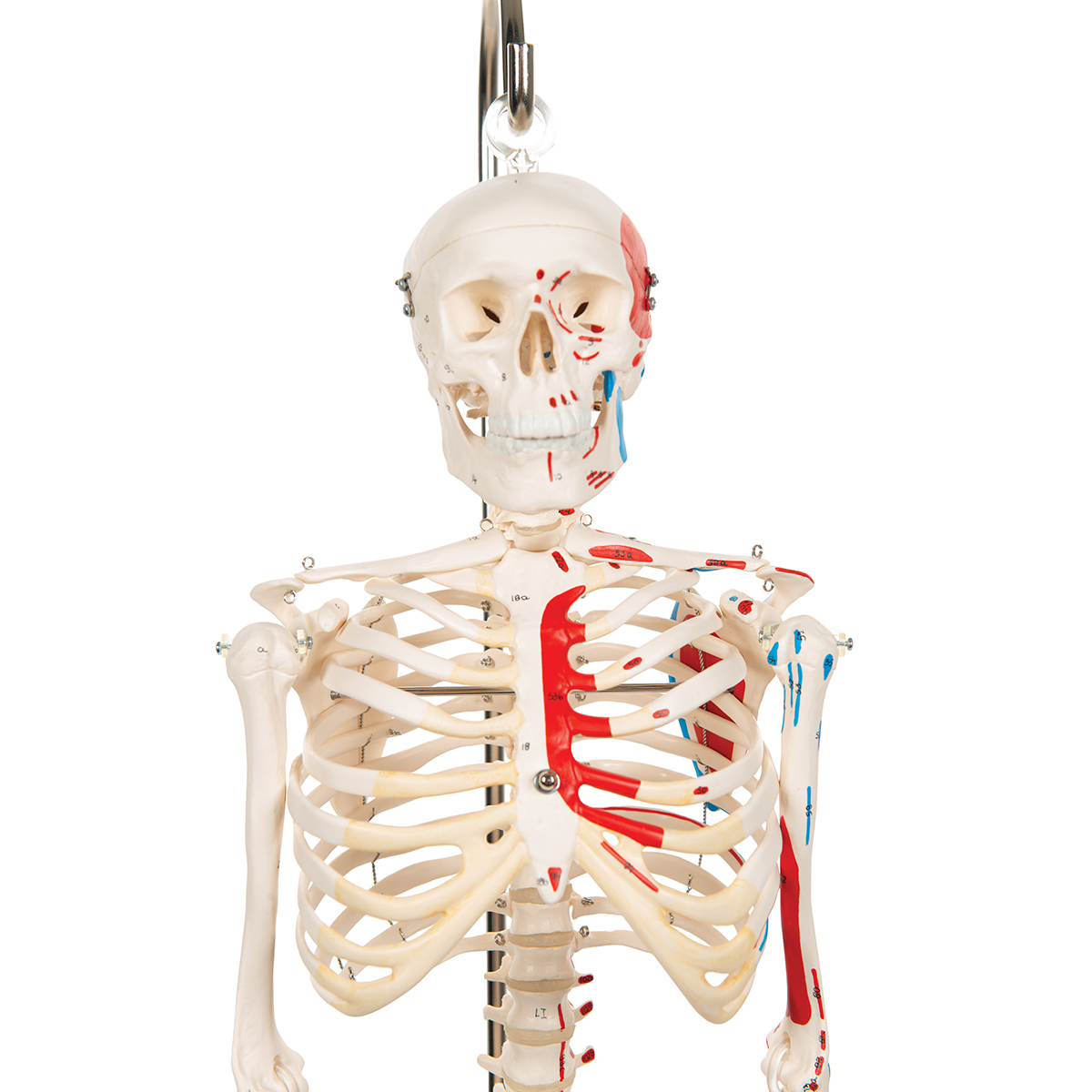 Mini Human Skeleton Shorty with Painted Muscles on Hanging Stand, Half ...