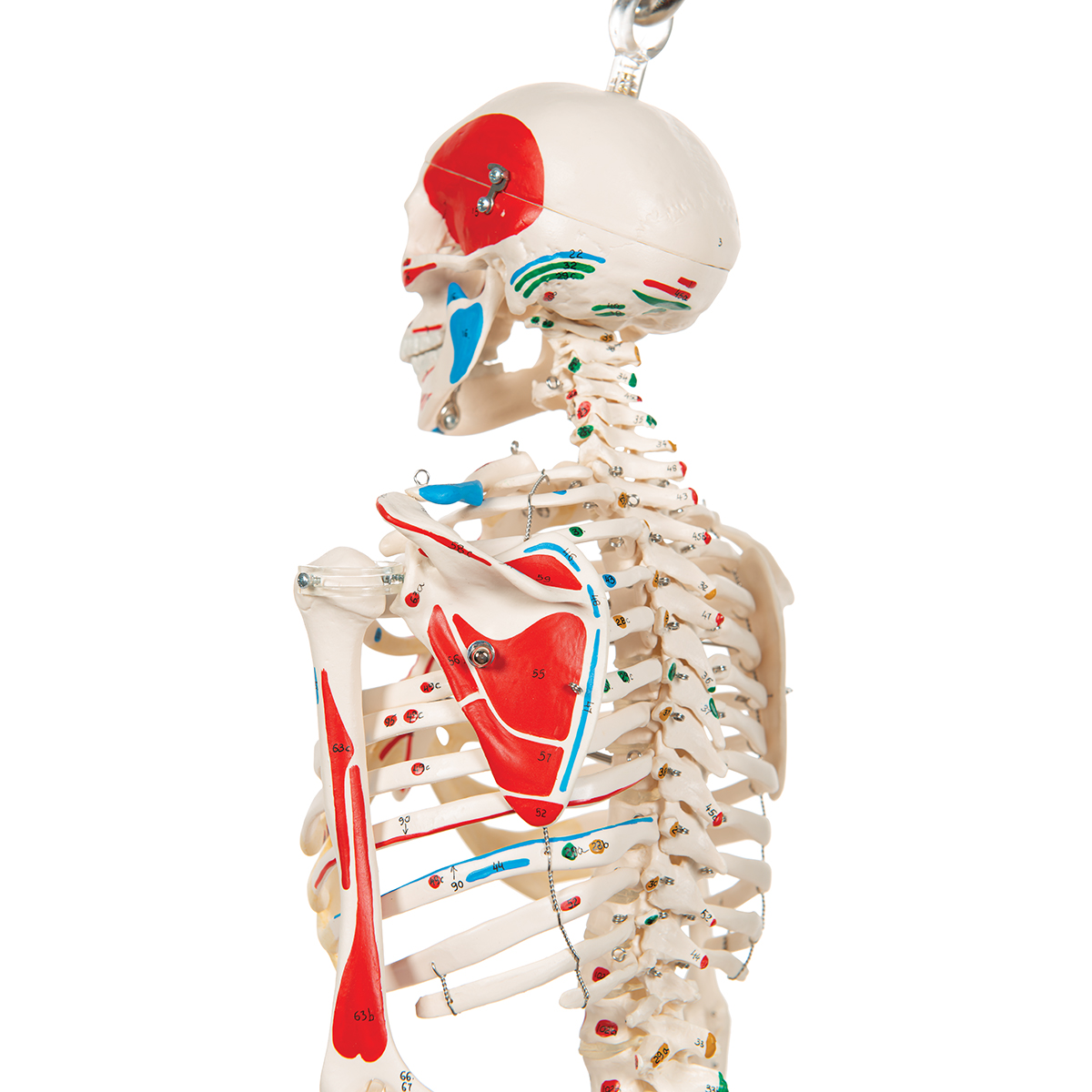 Mini Human Skeleton Shorty with Painted Muscles on Hanging Stand, Half ...