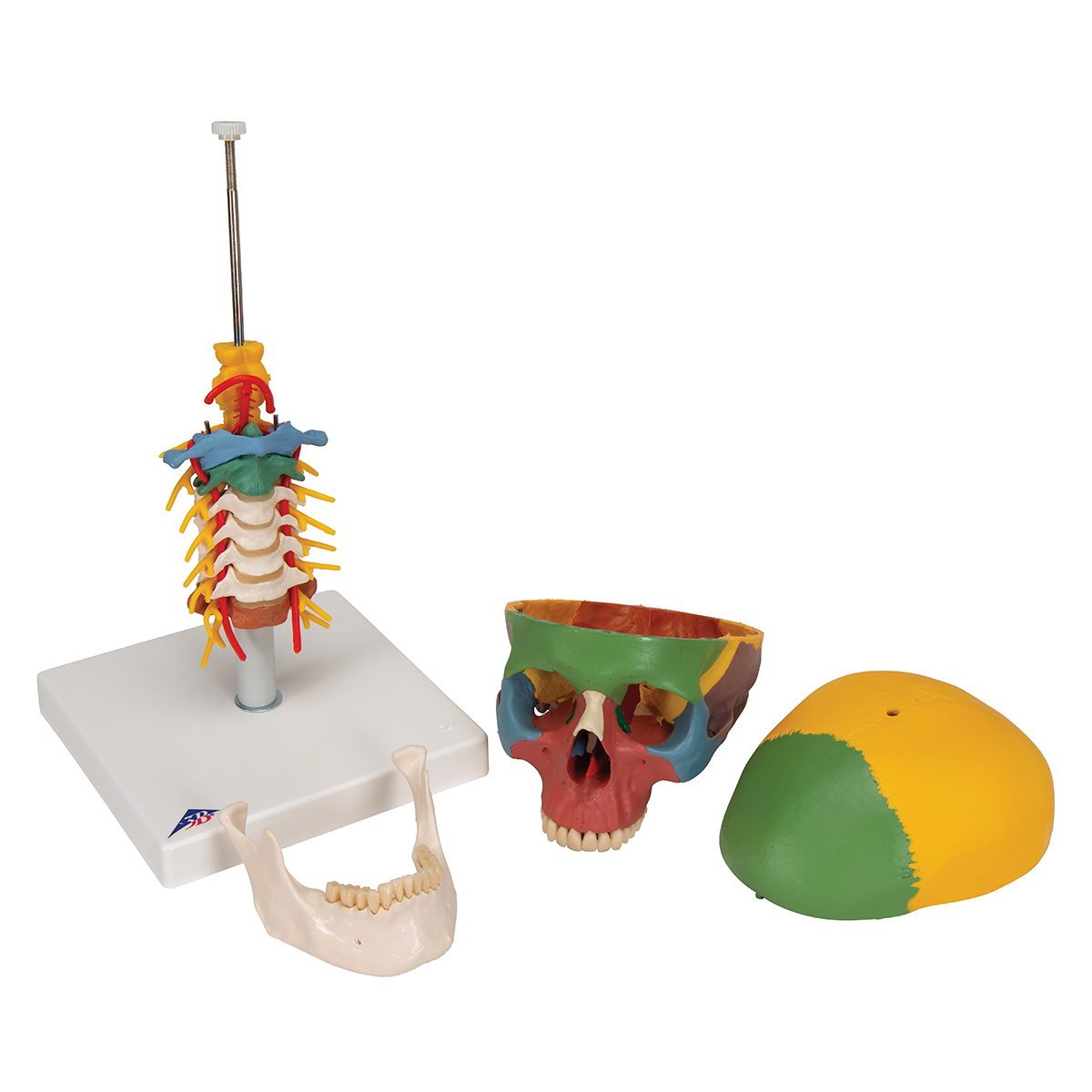 Didactic Human Skull Model on Cervical Spine, 4 part - 3B Smart Anatomy ...