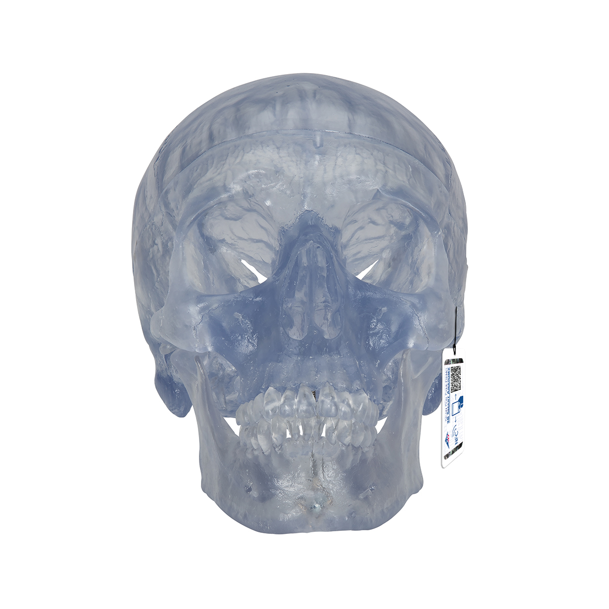 Transparent Classic Human Skull Model, 3 part - 3B Smart Anatomy - SEM ...