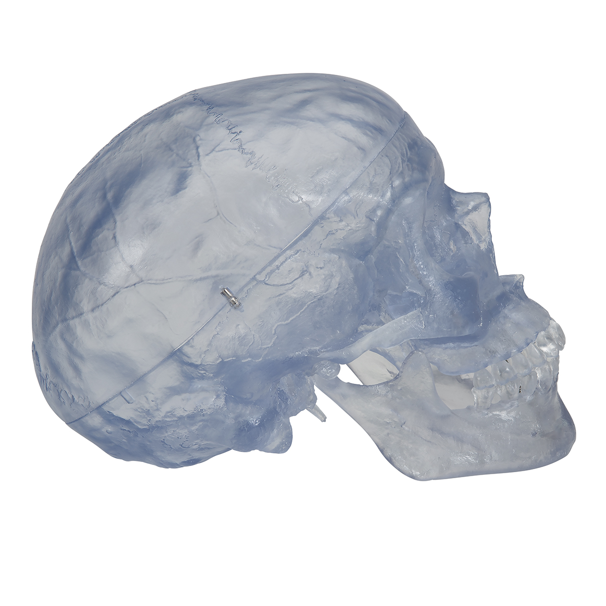 Transparent Classic Human Skull Model, 3 part - 3B Smart Anatomy - SEM ...