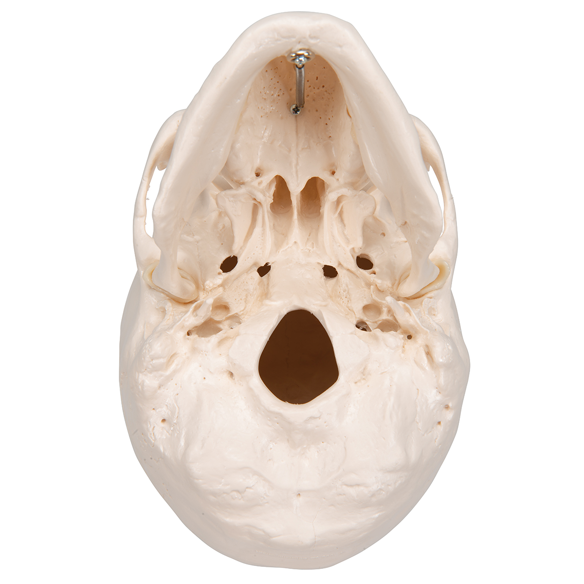 Classic Human Skull Model, 3 part - 3B Smart Anatomy - SEM Trainers