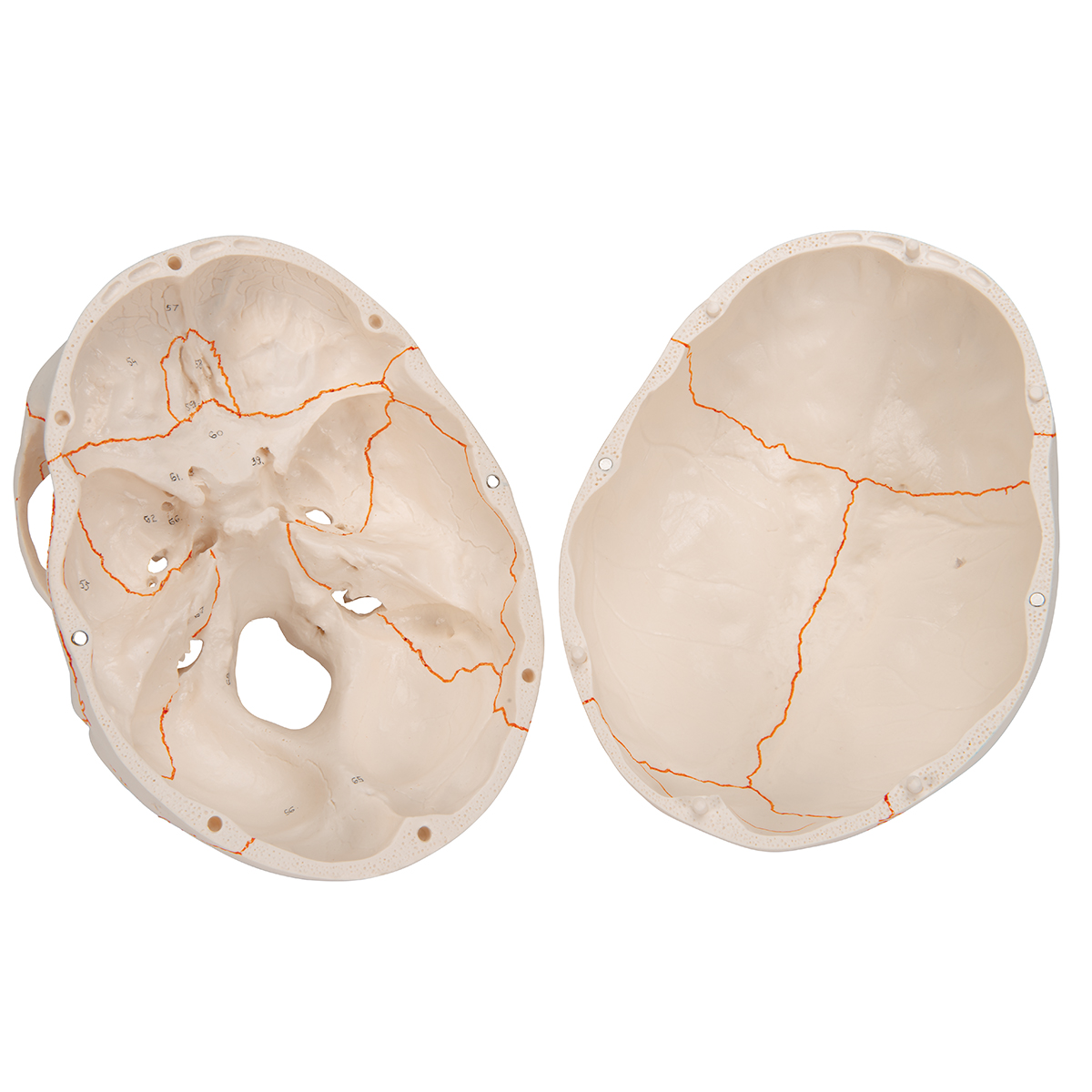 Numbered Human Classic Skull Model, 3 part - 3B Smart Anatomy - SEM ...