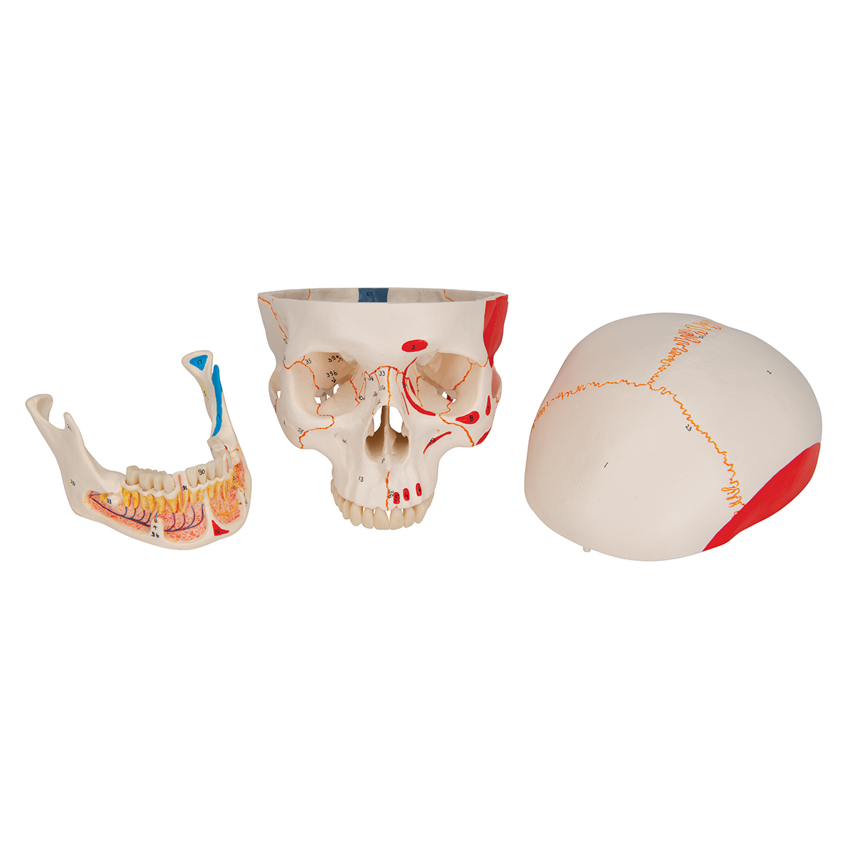 Classic Human Skull Model painted, with Opened Lower Jaw, 3 part - 3B ...