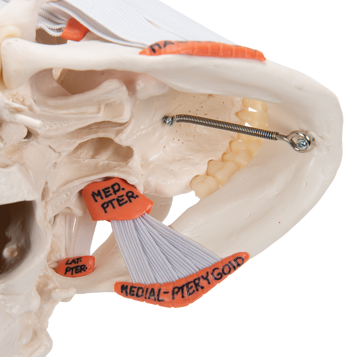 TMJ Human Skull Model, Demonstrates Functions of Masticator Muscles, 2 ...