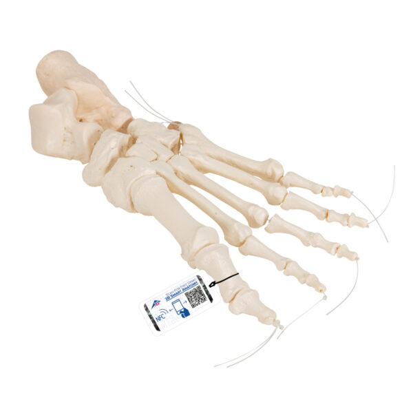 Leg and Foot Skeleton Models Archives - SEM Trainers