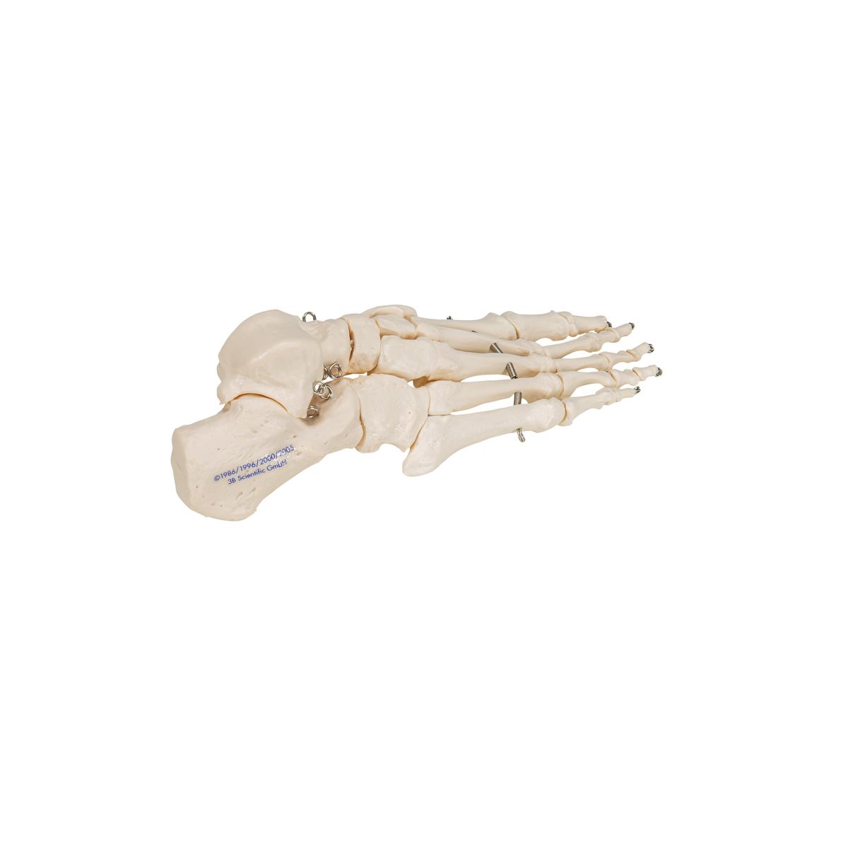 Human Foot Skeleton, Wire Mounted - 3B Smart Anatomy - SEM Trainers